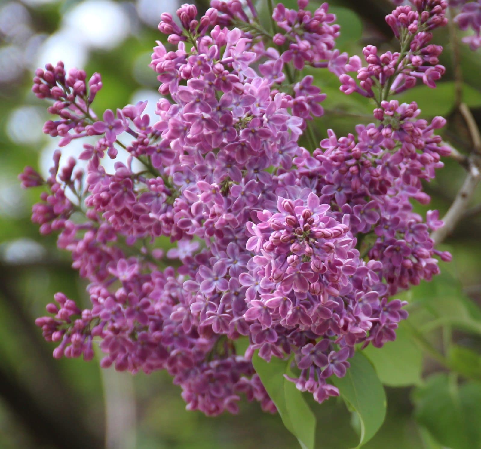 Flieder - schön und nützlich